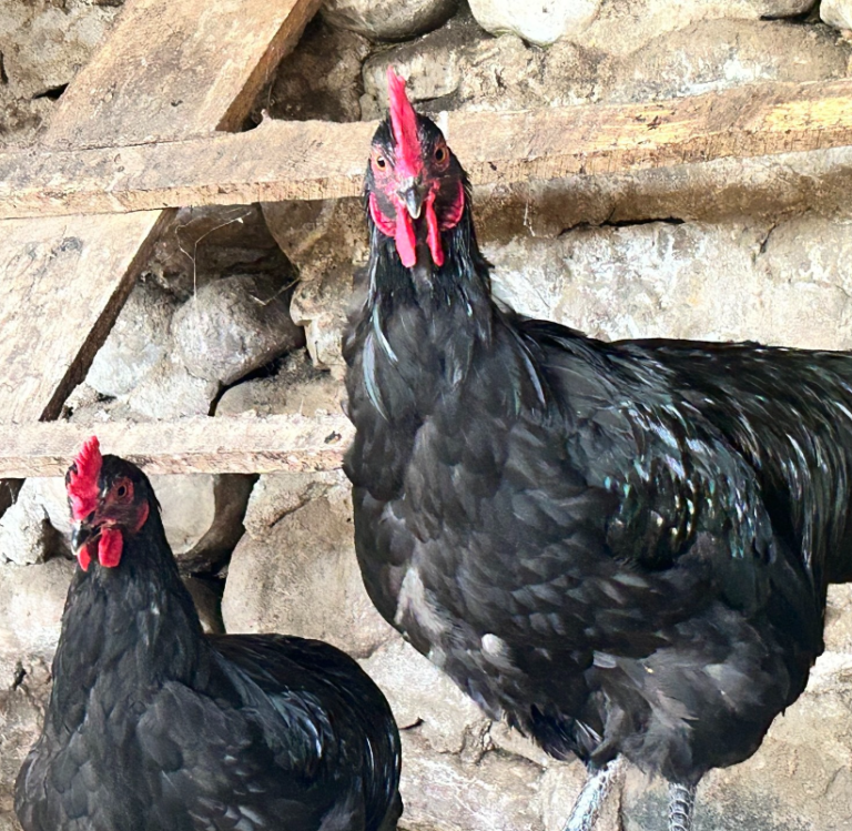 Explore - Old World Wisconsin